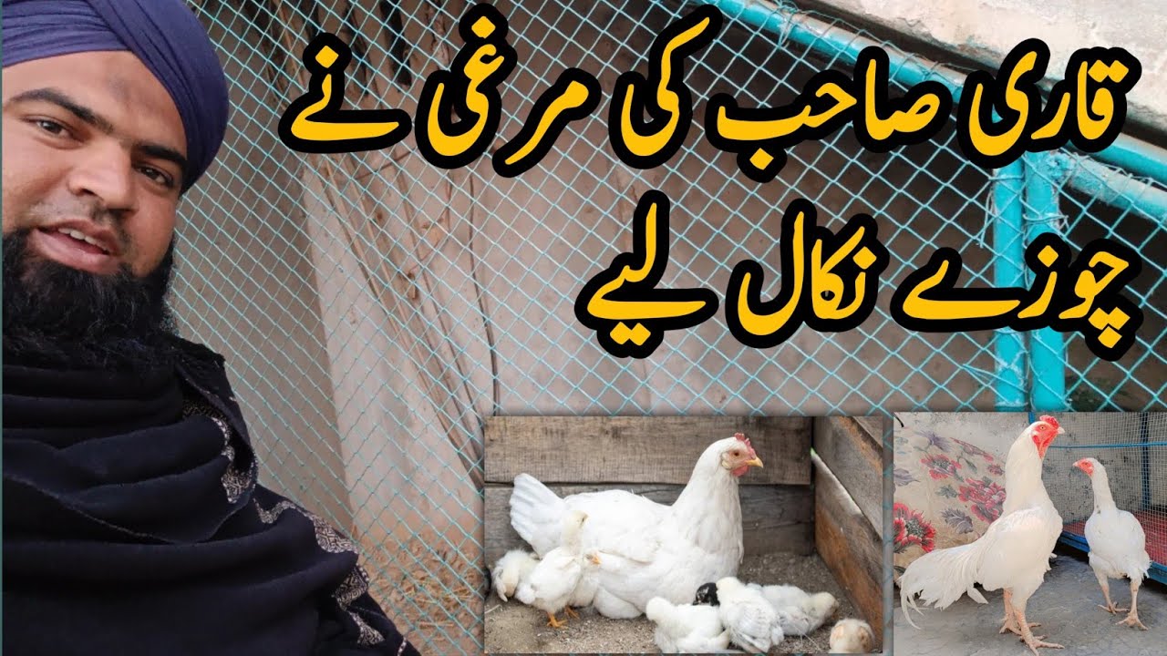 Qari Shb k murgi NY chuzy deyen | Ali Bhai tv - YouTube