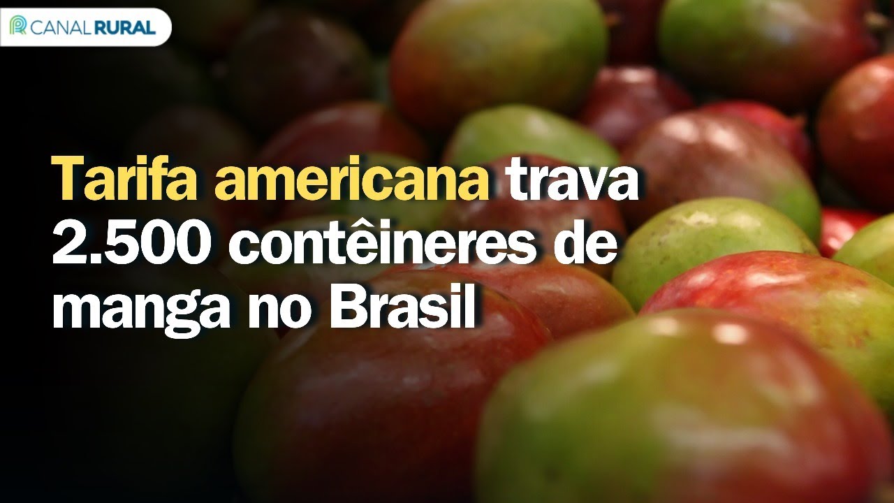 Tarifa dos EUA trava exportação de 2.500 contêineres de manga do Brasil ...