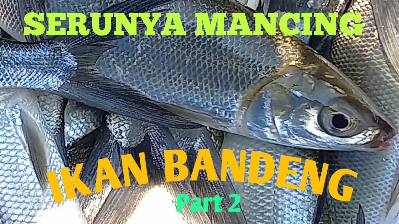 MANCING BANDENG...PART 2 - YouTube