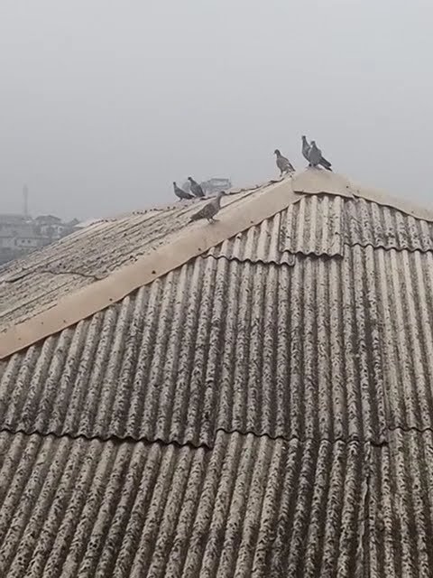 *Gallant Birds Arrival continues in due course...the update must be ...