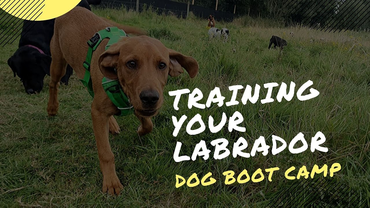 Training Your 5 Month Old Labrador Puppy In 2 Weeks - YouTube