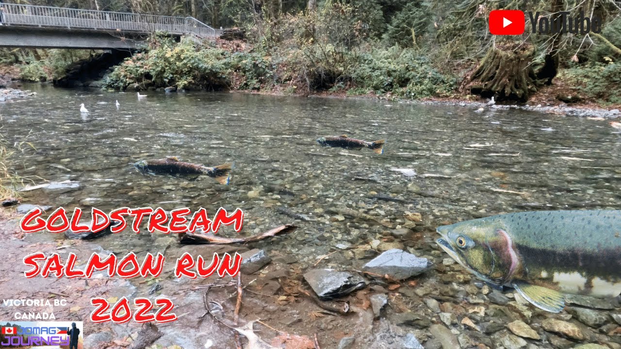 SALMON SPAWNING @ GOLDSTREAM PARK... #vancouverisland - YouTube