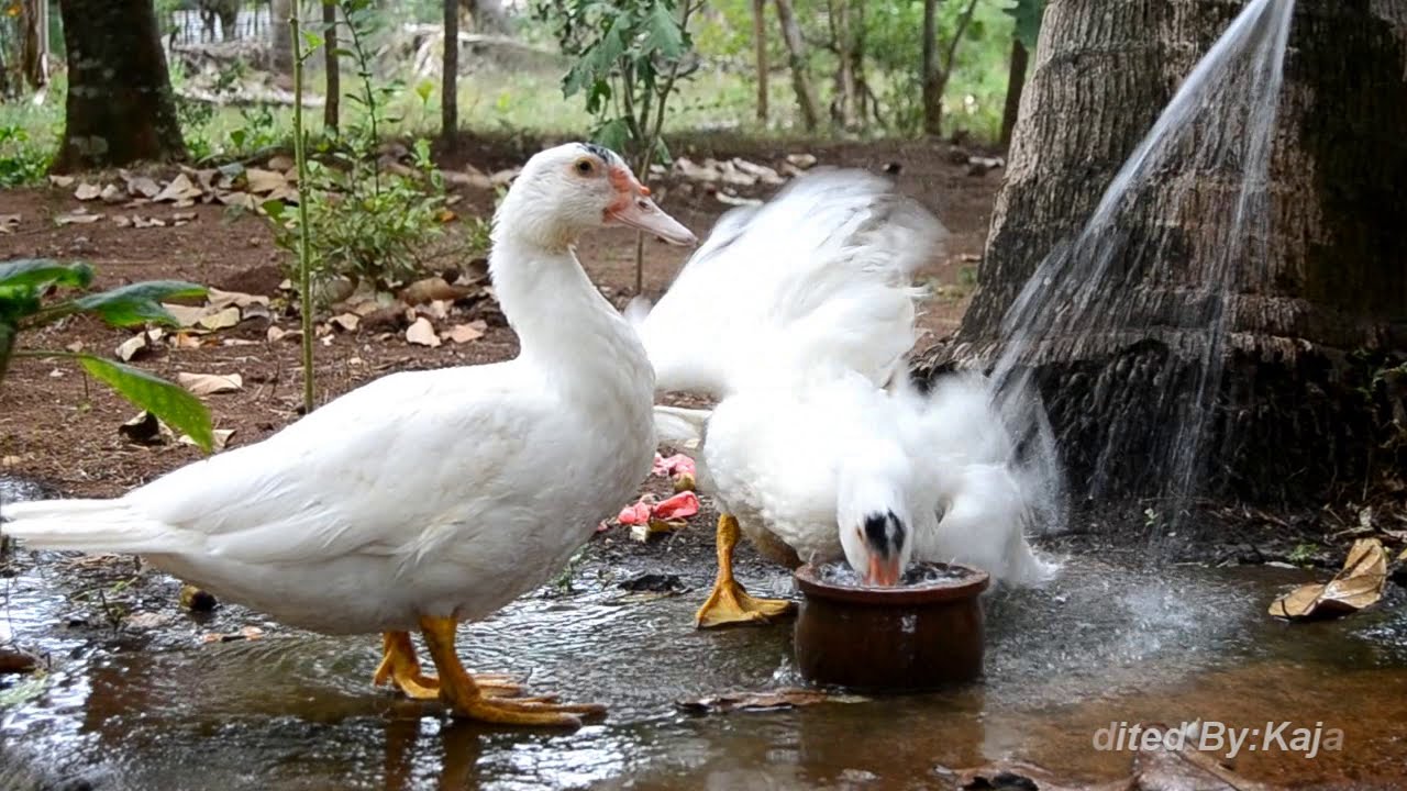 அடி வாத்தம்மா கையத்தட்டு | ADI VAATHAMMA KAIYA THADDU |duck bath - YouTube