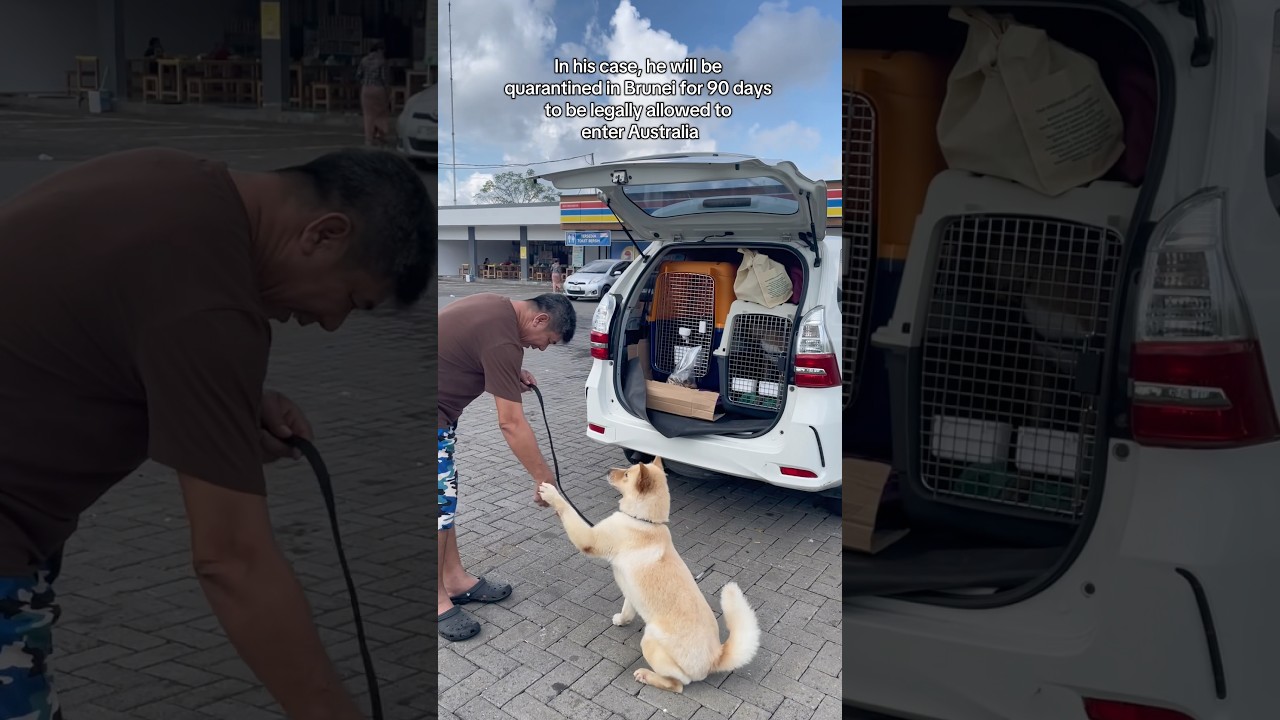 Relocating Dog from Indonesia 🇮🇩 to Australia 🇦🇺 - YouTube