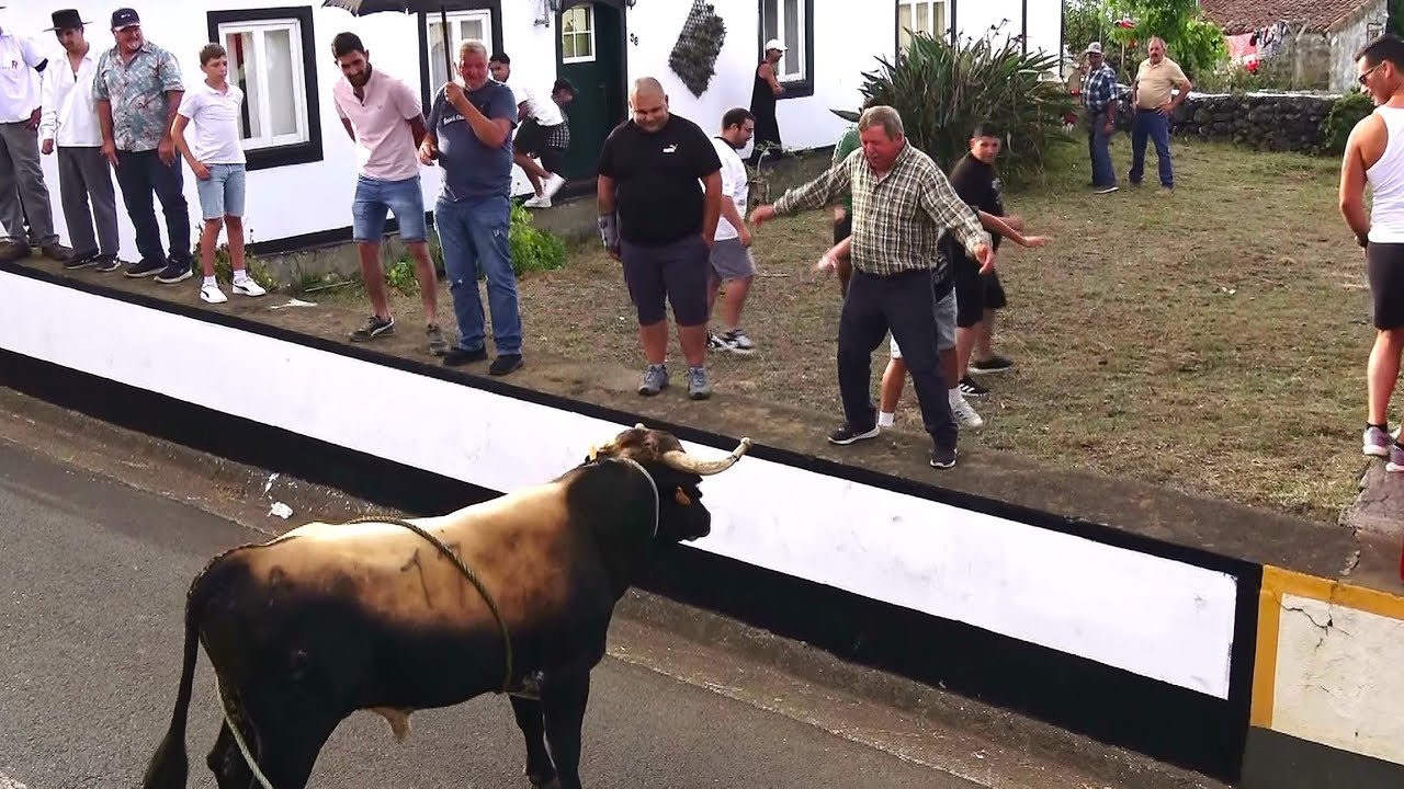 Tourada Achadas Altares - Touros MR - (13,17,77,73) - 4/9/2024 - Ilha ...