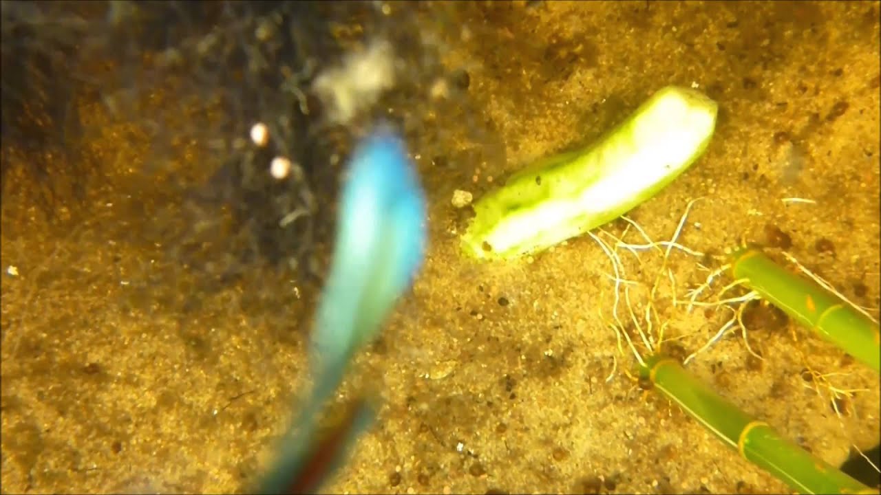 betta pond feeding - YouTube