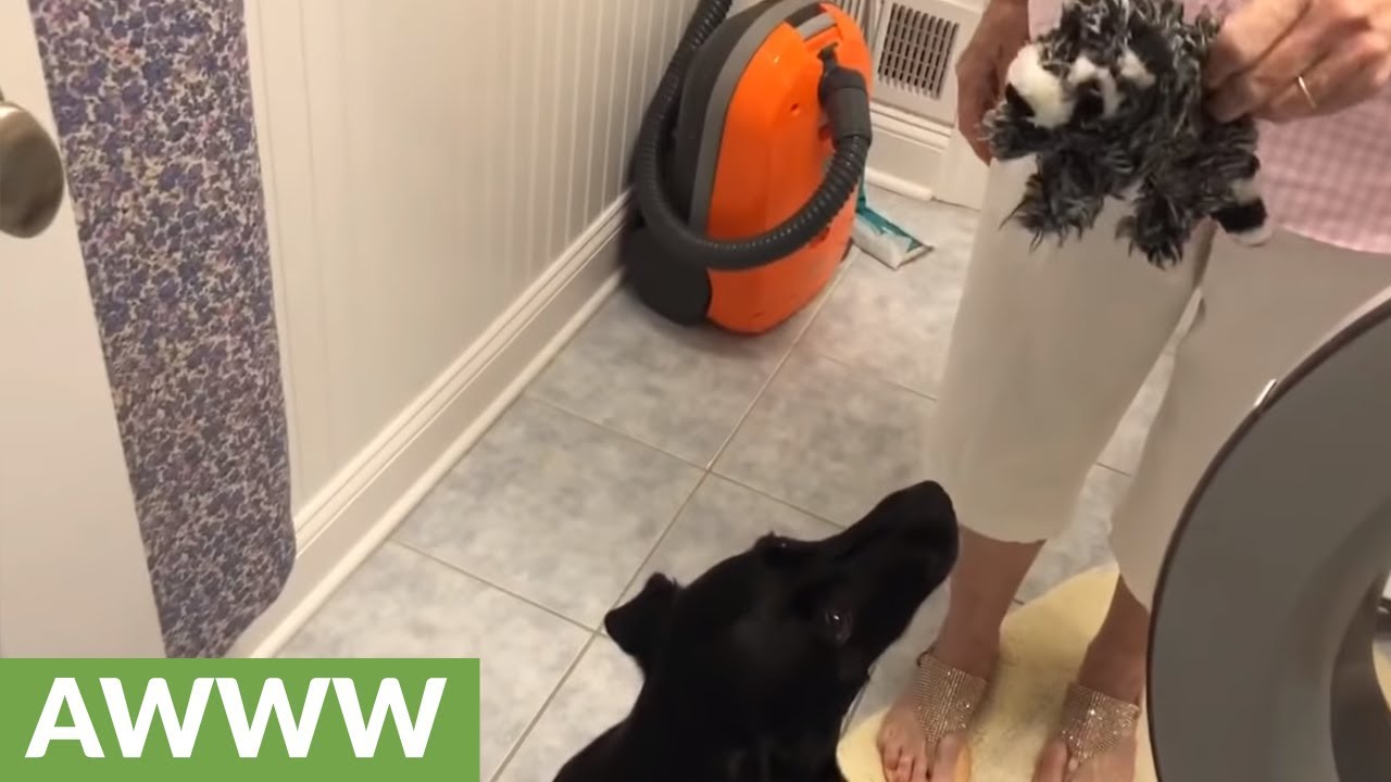 Labrador patiently waits for stuffed animals out of drying machine ...