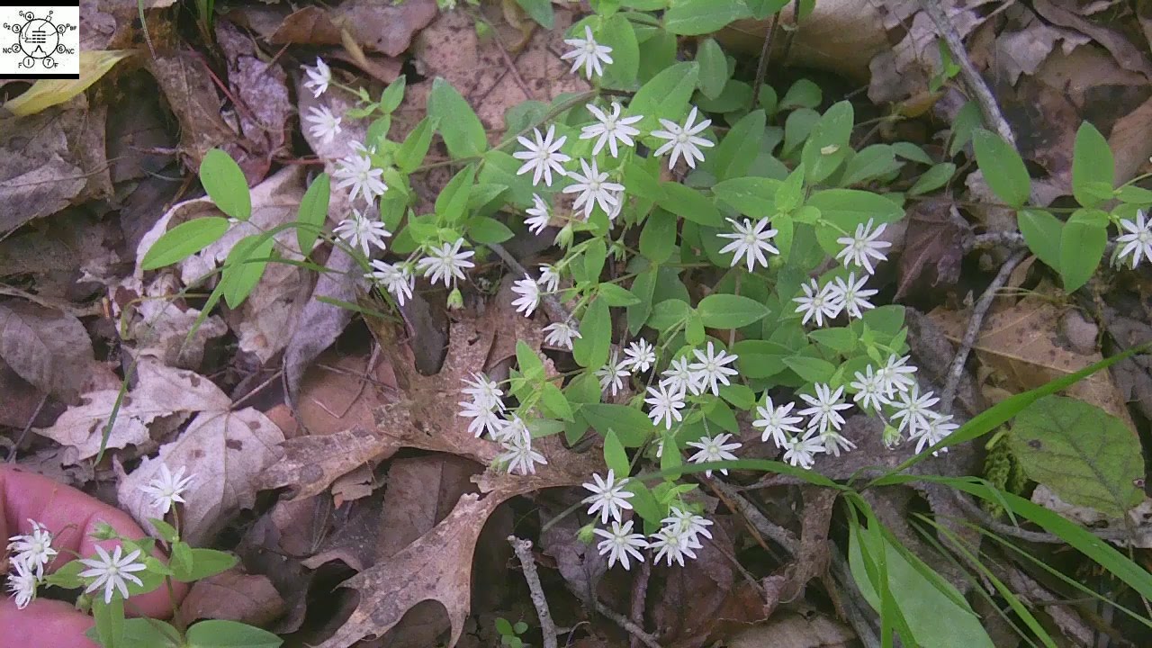 Star Chickweed - Stellaria pubera - YouTube