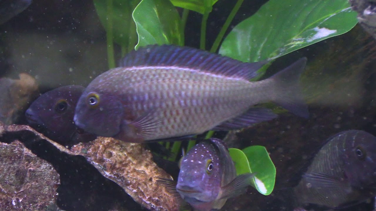 Tropheus Lufubu (Purple Rainbow) - YouTube