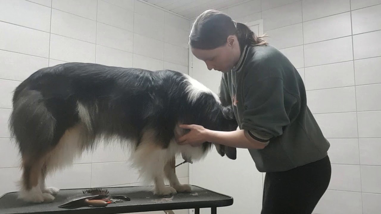 Collien tassujen trimmaus - Trimming the feet of a rough collie - YouTube