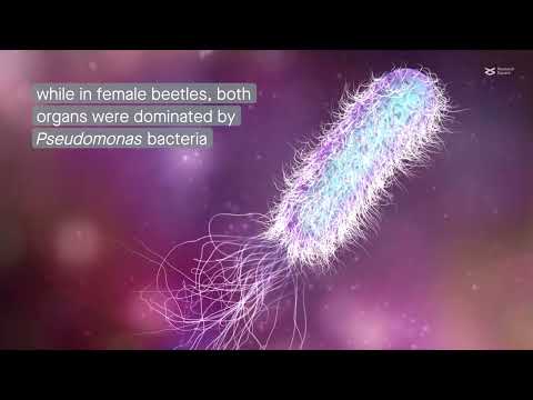 Characterizing the rove beetle microbiome to understand their ecology and defensive toxin production