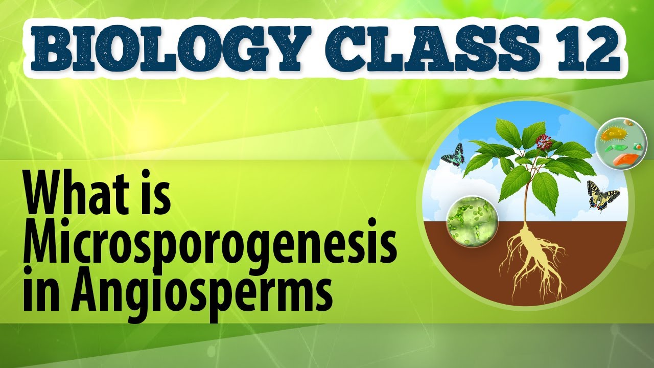 What Is Microsporogenesis in Angiosperms - Reproduction in Plants ...