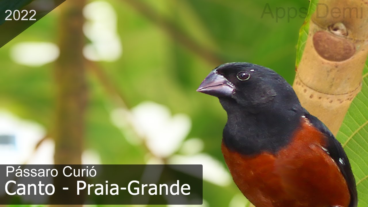 Pássaro Curió - Canto Praia Grande - YouTube