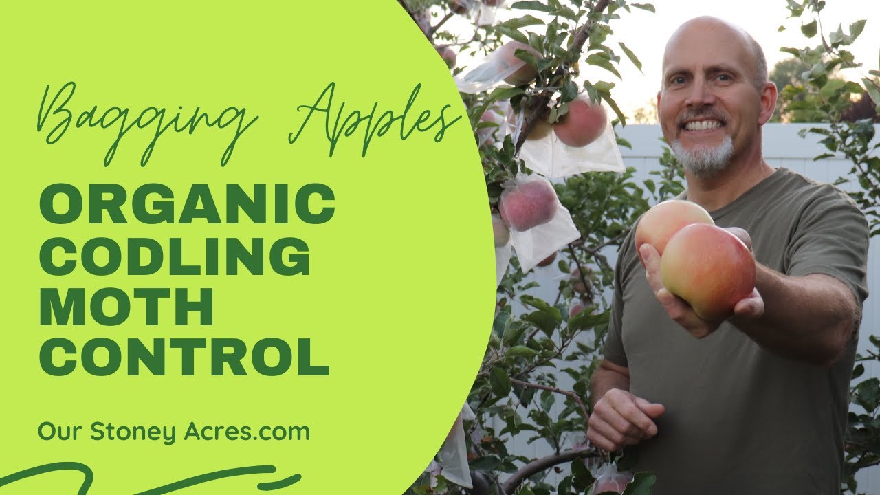 Organic Codling Moth Control - Bagging Apples - YouTube