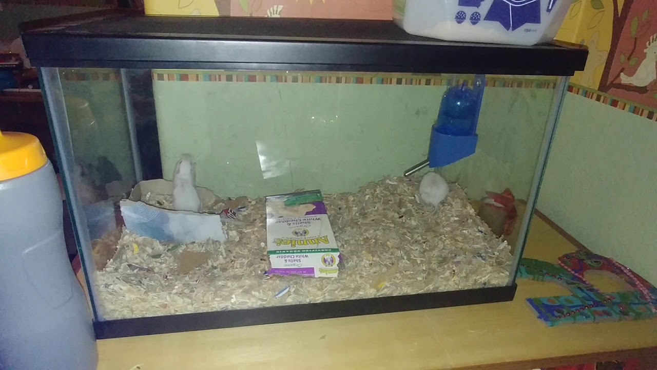 Jumping Gerbil! - YouTube