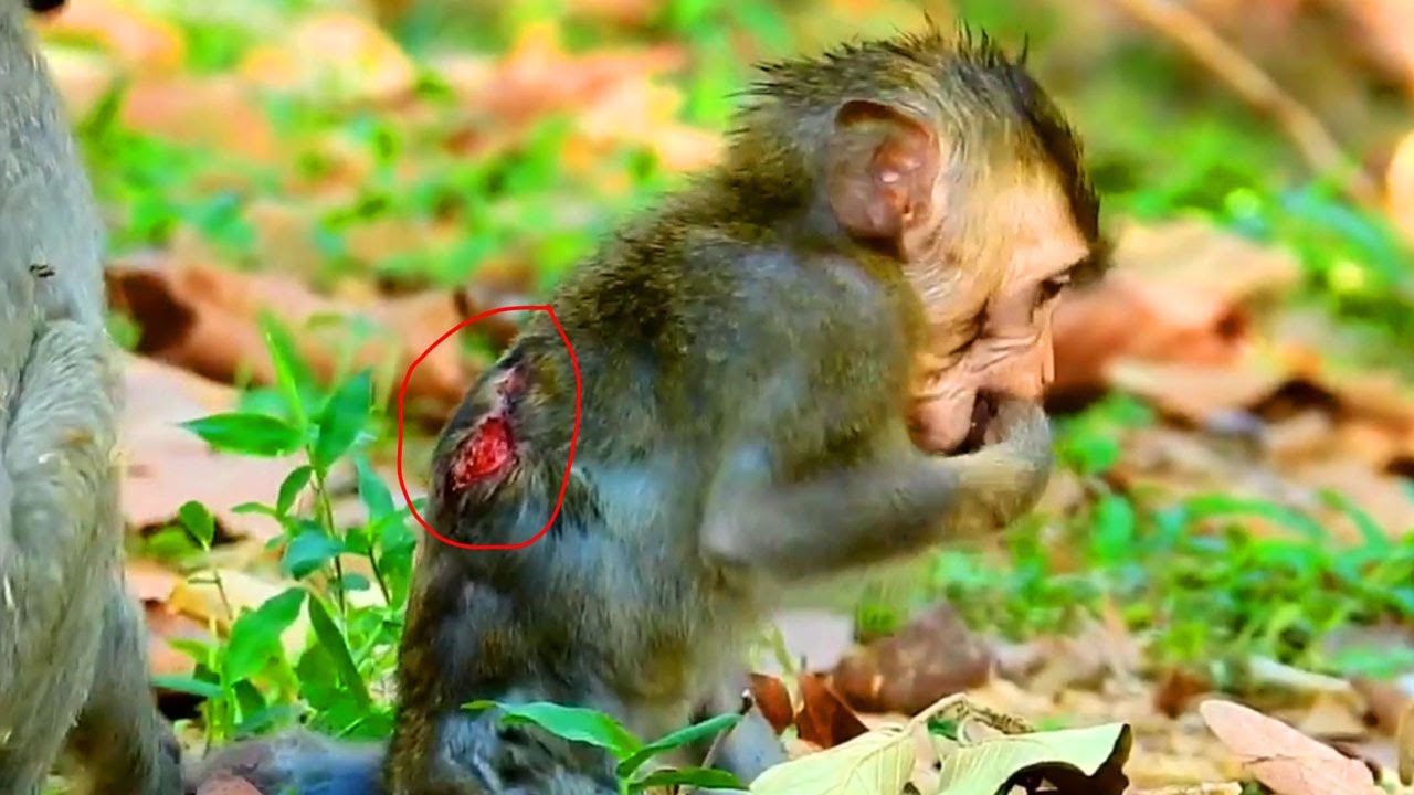 Sadness little baby monkey Janna got injured on her back - YouTube