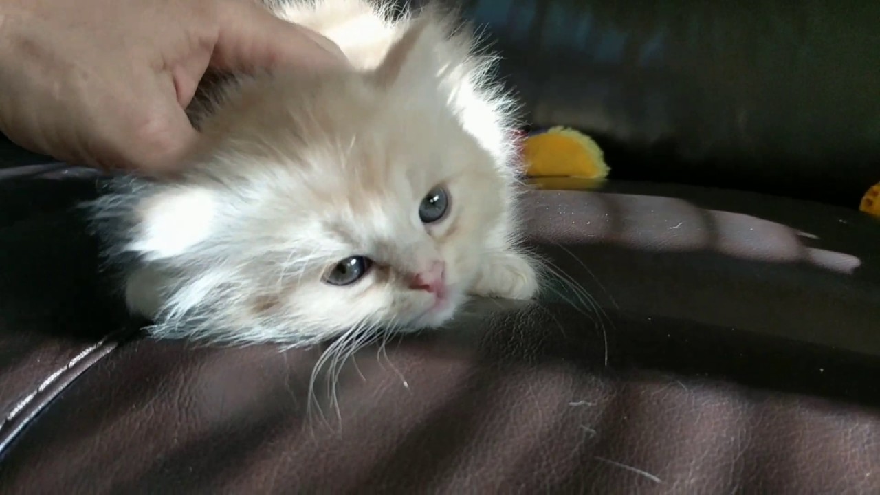 Red RagaMuffin male kitten - YouTube