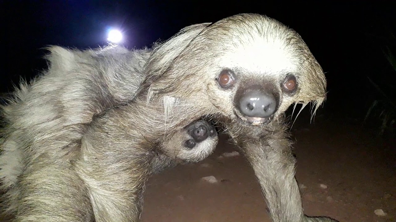 Bicho Preguiça - YouTube