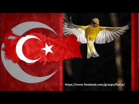 AS    16-Ağaç kurbağası