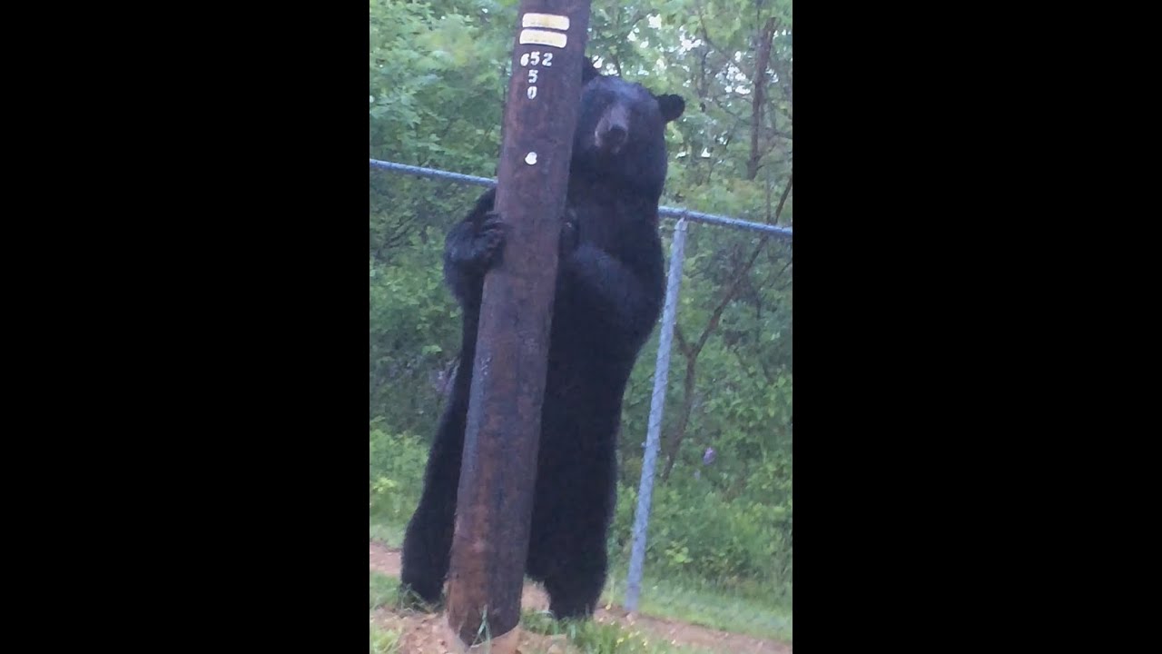 Colossal Black Bear Standing and Running PA - YouTube