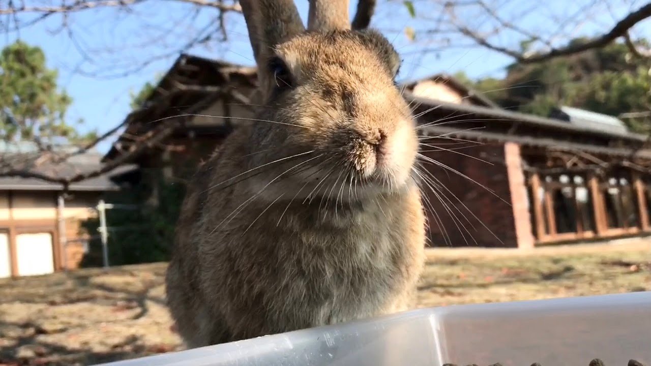 Beautiful rabbit with a magnificent beard - YouTube