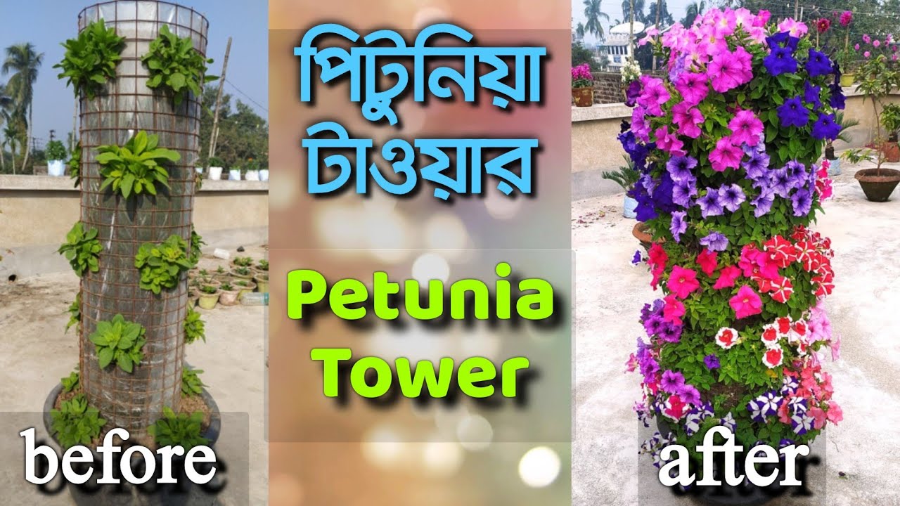 Petunia flower tower | পিটুনিয়া টাওয়ার | DIY flower tower | total ...