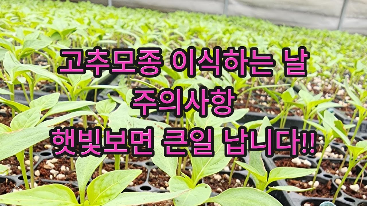 고추모종 이식하는 날 고추농사 고추모종 고추키우기 고추재배 모종 육묘 육묘일기 이식 가식 옮겨심기 애기묘