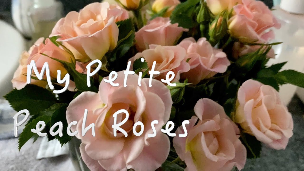 Petite Peach Roses | Spring Garden - YouTube