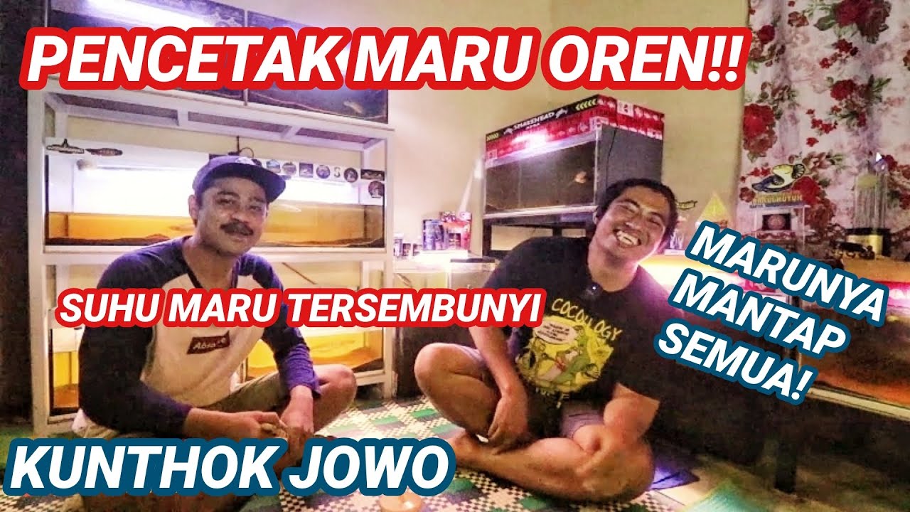 SATU LAGI PENCETAK MARU OREN JUARA DI MAGELANG-KUTHUK JOWO mas ANWAR ...