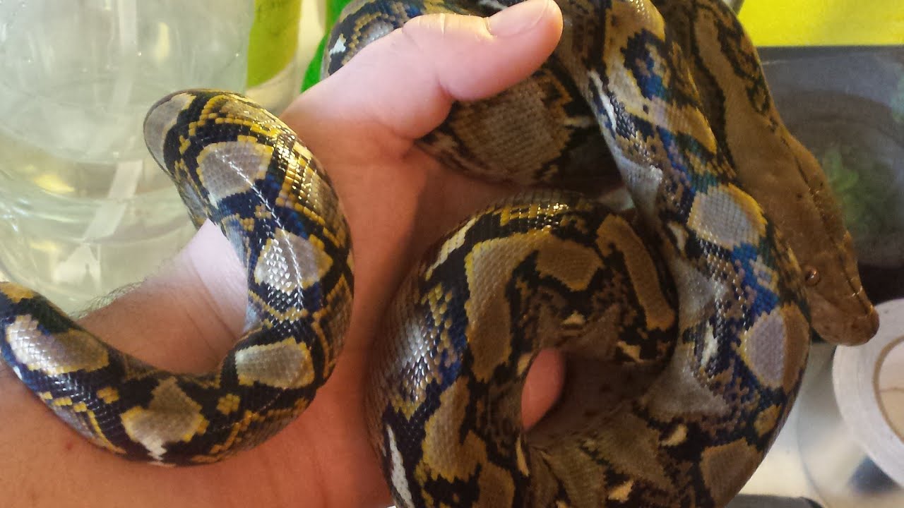 A look at remy! When she was only a baby retic! - YouTube