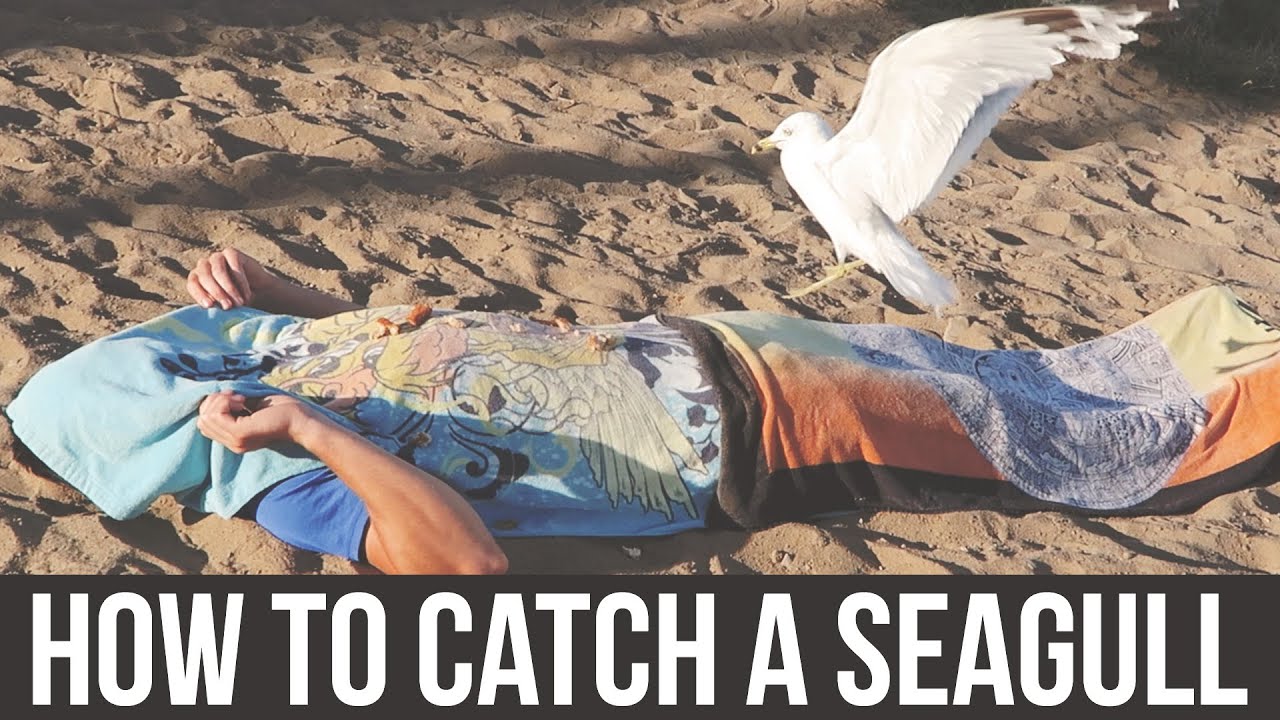 HOW TO CATCH A SEAGULL | RALPH & LOU - YouTube