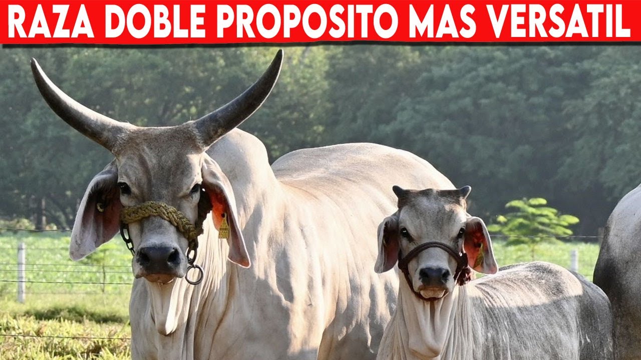 🔴 GUZERAT La Raza Bovina DOBLE PROPOSITO Mas Versátil Carne y Doble ...