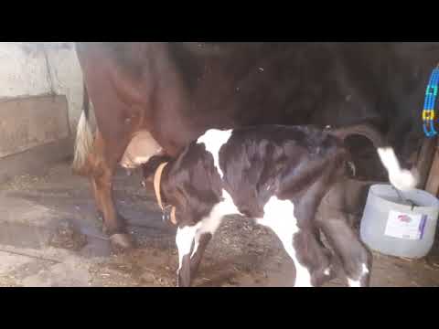 Buzağı Annesini Emiyor