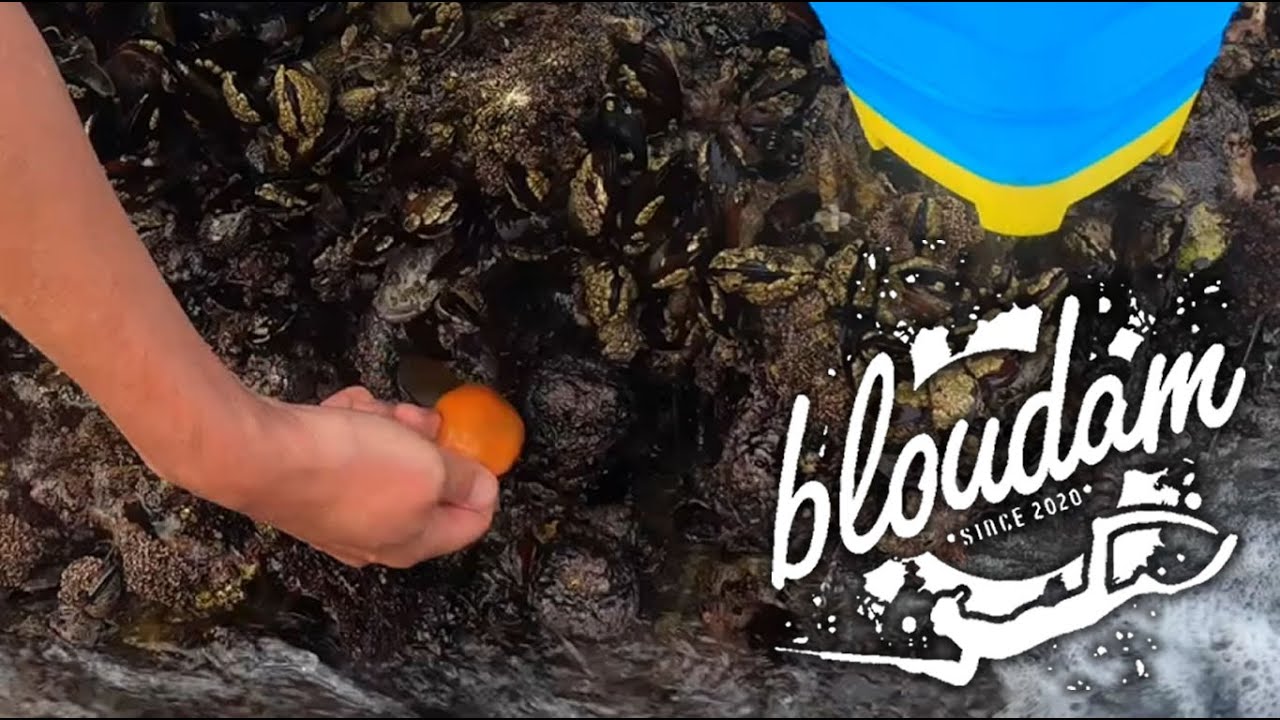 HOW TO CUT AND FISH WITH RED BAIT - GALJOEN AND MUSSEL CRACKER FISHING ...