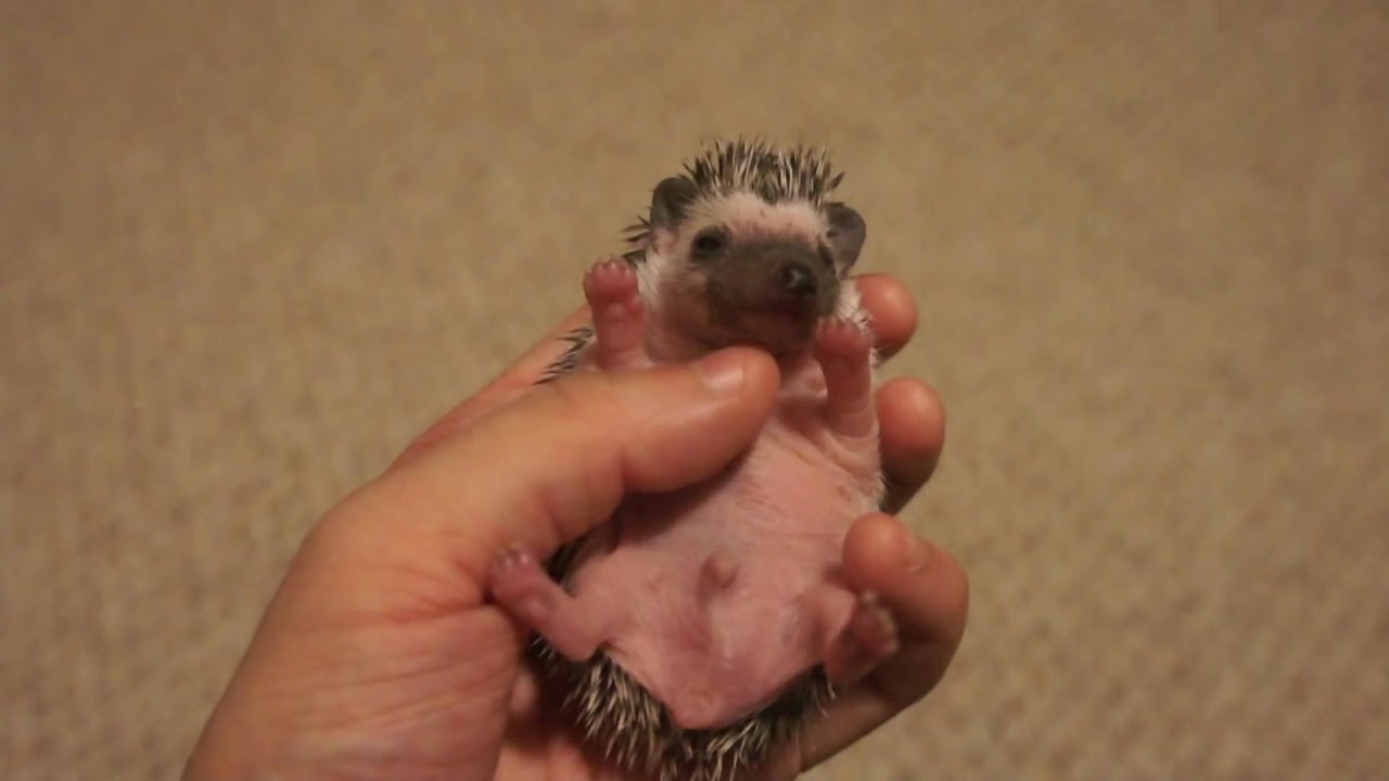 Baby Hedgehog Yawn - YouTube