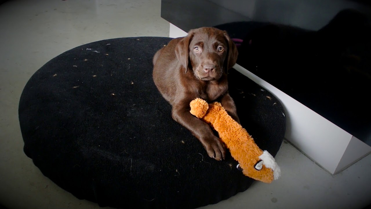 GRIZZLY the chocolate labrador at 9 weeks old - YouTube