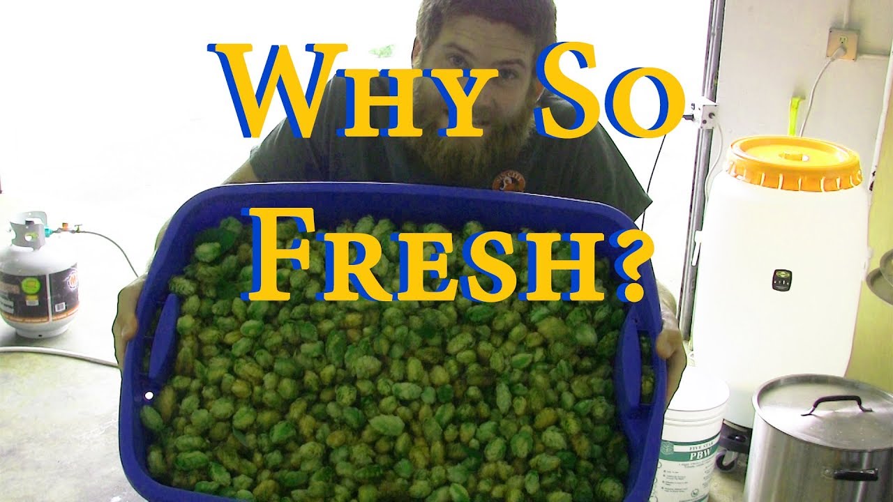 Extreme Fresh-Hopping! How to brew with a LOT of fresh hops from this ...