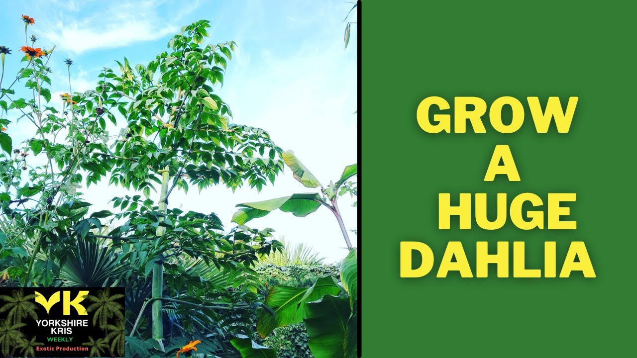 Tree Dahlia growing guide - YouTube