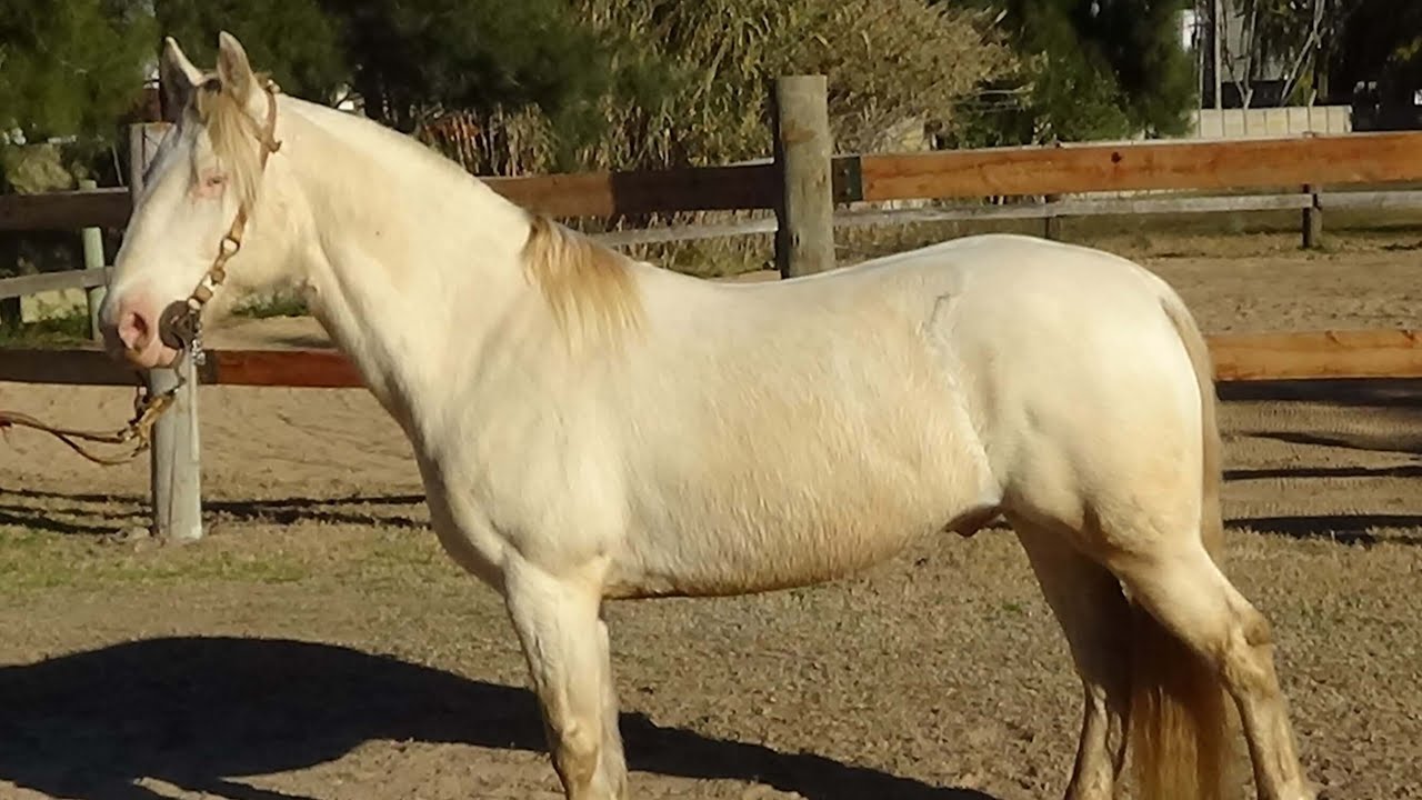Caballo Criollo Puro bayo huevo de pato CHUSCO HELIOS - $2.000.000 ...