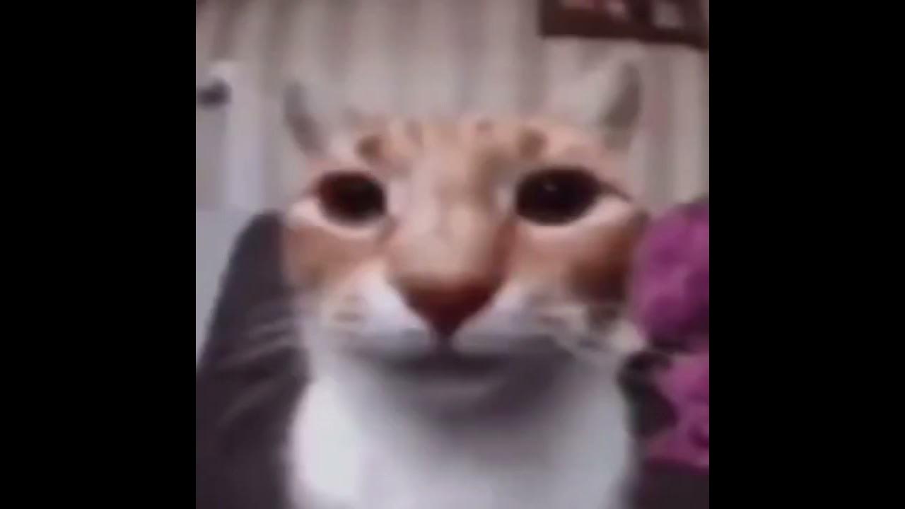 Кот смотрит в камеру час - YouTube