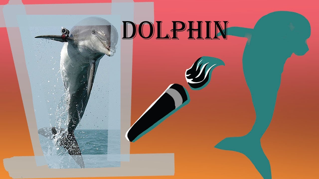 Alphabetical Animals : Dolphin - YouTube