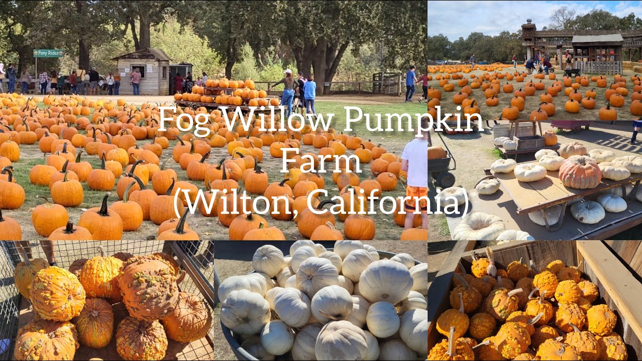 Fog Willow Pumpkin Farm Tour - YouTube