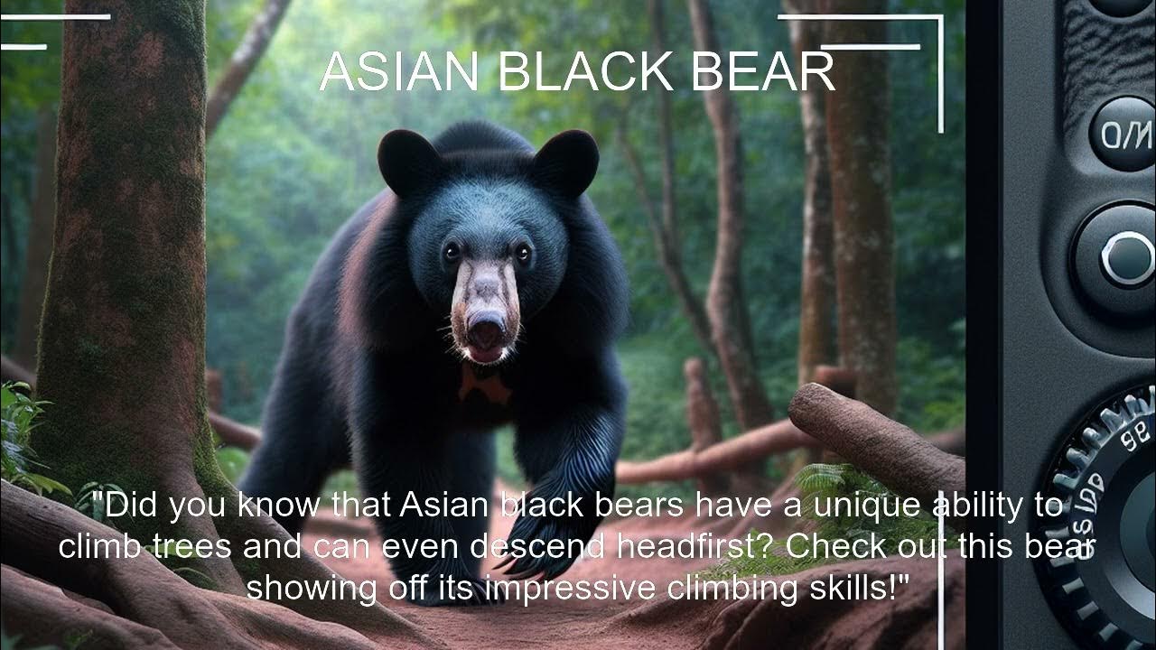 Asian black bear Fact - YouTube