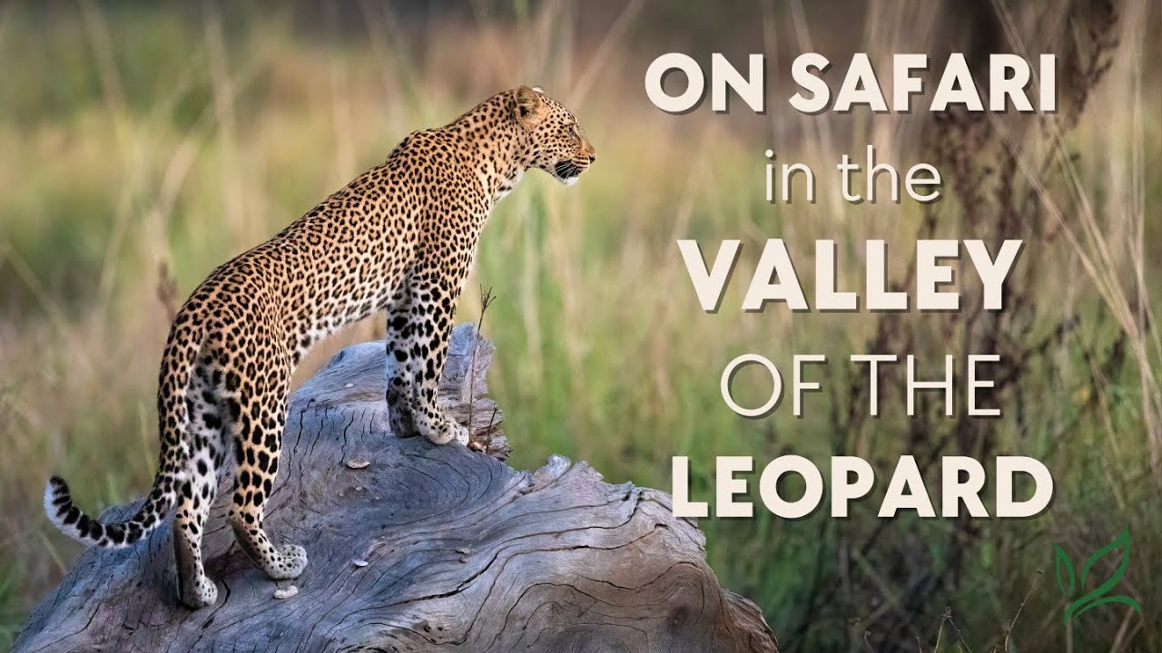 South Luangwa National Park - Zambia - YouTube