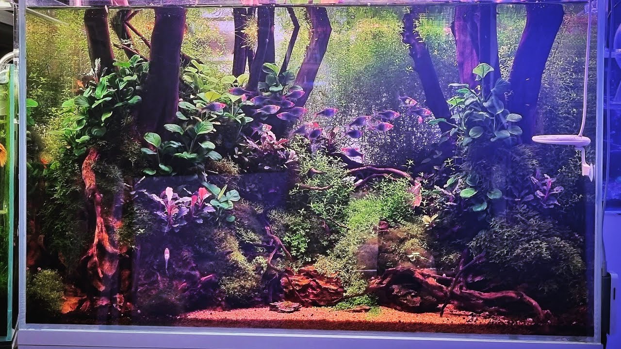 Nature aquarium Ada Garden 75p by @NatureAquariumDesign - YouTube
