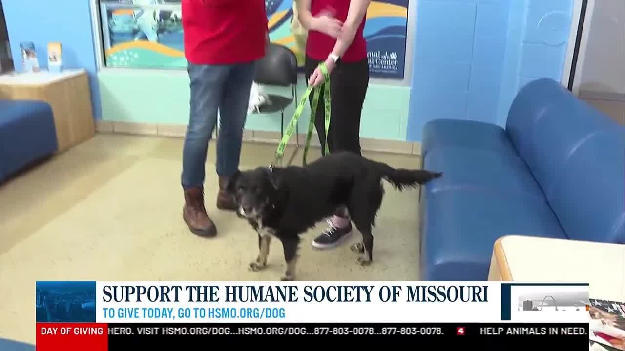 Support the Humane Society of Missouri - YouTube