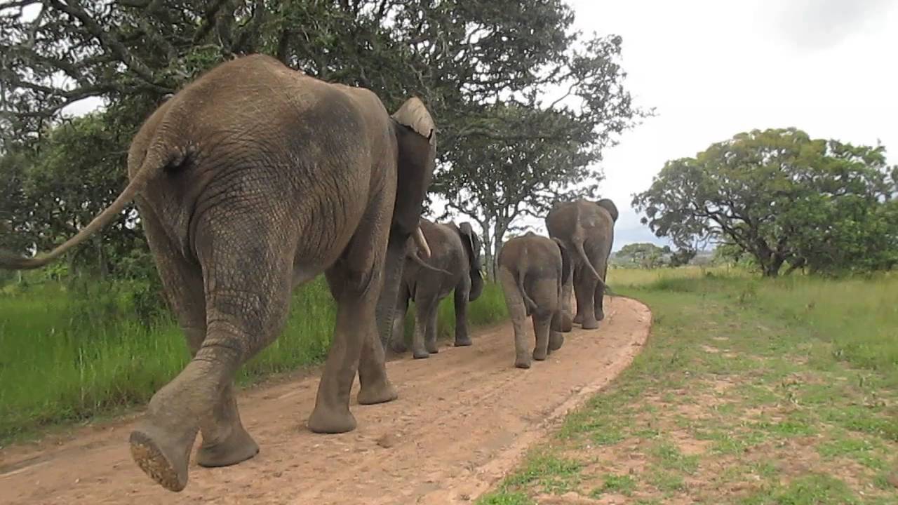 African Elephant walk - YouTube