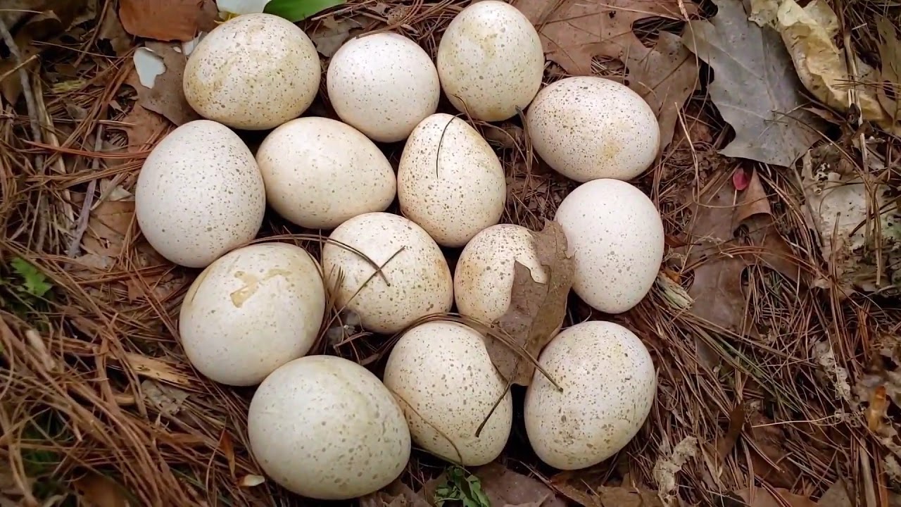 Why did Wild Turkey abandon her nest? nest with 14 eggs - YouTube