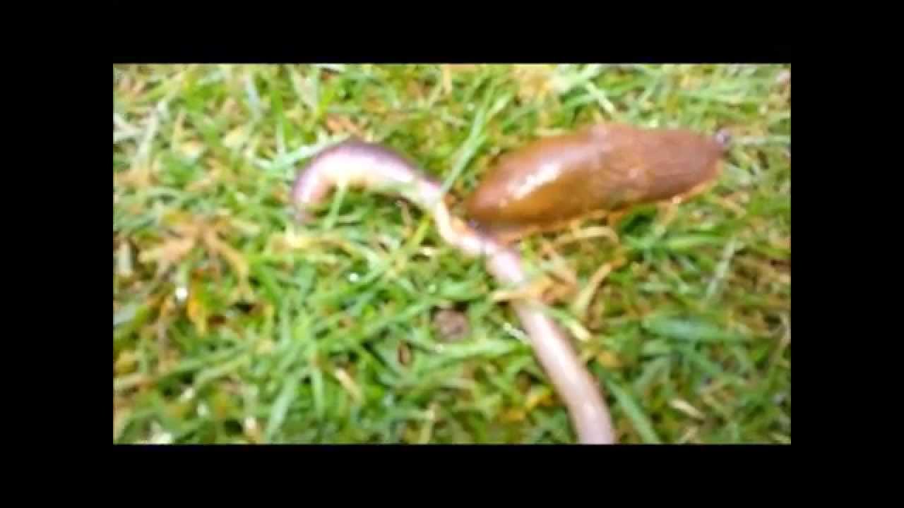 slug eats worm. - YouTube