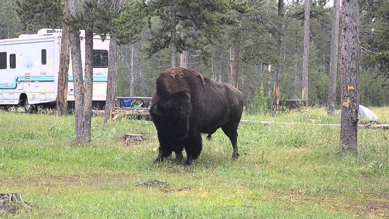 Bison in A Loop campsite 4 and 5 of Norris Campground in Yellowstone Np ...